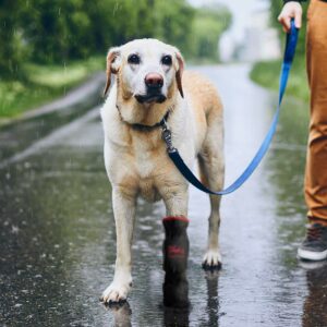 Rugged X-Boot | MediPaw